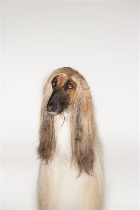 阿富汗猎犬特写镜头 库存照片 图片 包括有 高雅 哺乳动物 纵向 空白 小狗 晚年 背包 开会 31840424