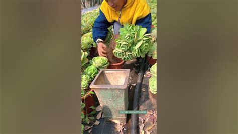 Repot Succulents 多肉植物 다육이들 Suculentas Youtube