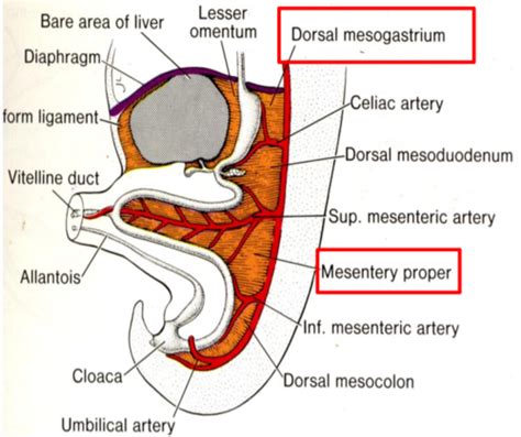 Development Of The Midgut Flashcards Quizlet