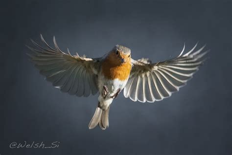 American Robin Flying