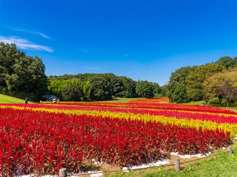埼玉県民が選ぶ、「住み続けたい街」ランキング！ 2位「比企郡滑川町」、1位は？ All About ニュース