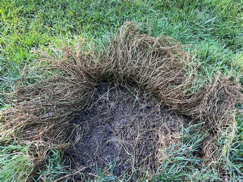 Matted Grass How To Repair Identification Lawn Care Forum