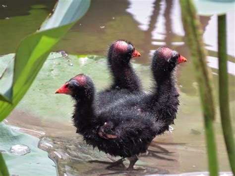 鳥事 紅冠水雞育雛7小雞篇