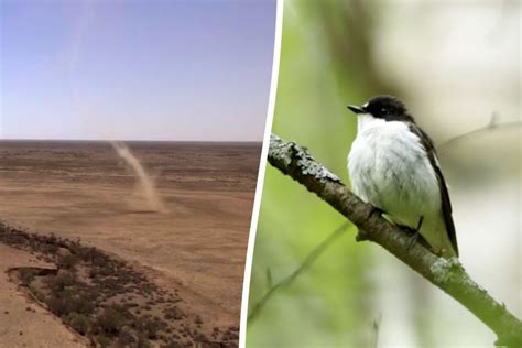 Over Migratory Bird Species Endangered By Extreme