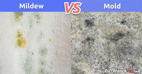 Mildew Vs Mold Differences Similarities Pros Cons Difference 101