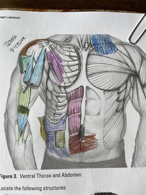 Bio Muscles Pt Diagram Quizlet