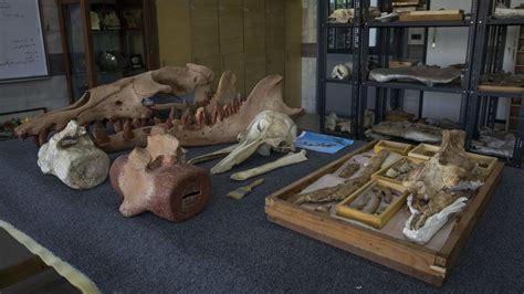 Scientists In Egypt Identify Fossil Of Prehistoric 4 Legged Whale The