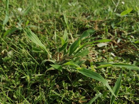 クラピアの庭が雑草まみれに メヒシバのアレロパシーによる驚異