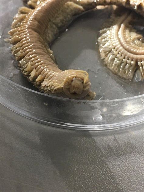 A Sample Of Nereis Virens Aka Risaskeri An Annelid Worm That Can Be