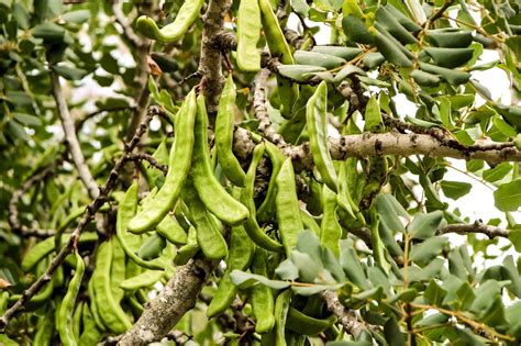 18 Facts About Carob - Facts.net