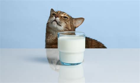 Can Cats Drink Lactaid Milk Atelier Yuwaciaojp