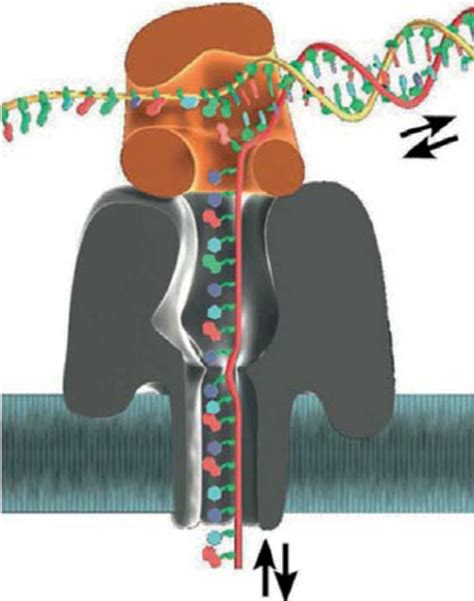 Onts Minion Sequencing Device Attached To A Laptop Computer With Download Scientific Diagram