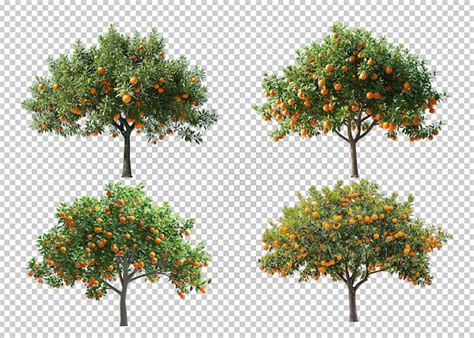 Premium PSD Trees Isolated Transparency Background