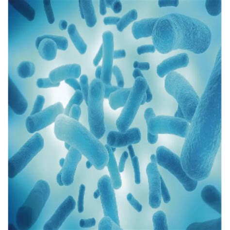 Comparison Of Microbial Images Before And After Denoising A