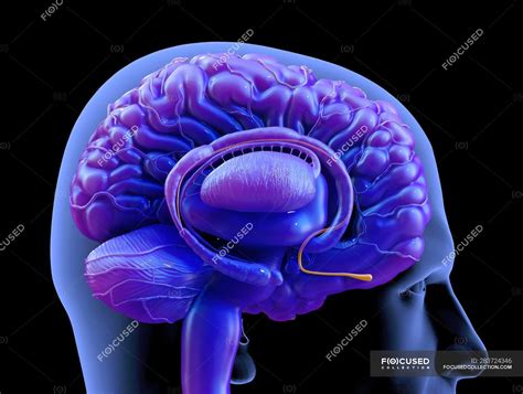 Human Brain Olfactory Bulb Digital Illustration — Anatomy Blue
