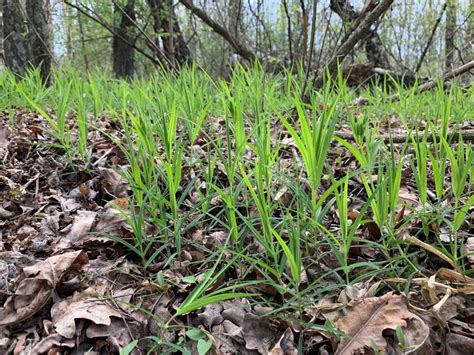 Green Shoots Break Through The Ground Young Plants Sprout In The Old