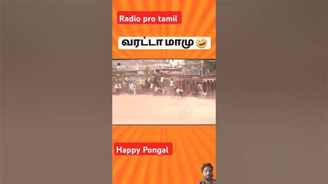 செம்ம மாட்டு பொங்கல் Pongal Maattupongal Trending Viralshort
