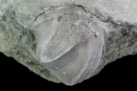 5 Blastoid Pentremites Fossil Illinois 92226 For Sale
