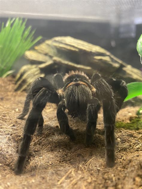 The Cute Face That Started My Obsession R Tarantulas