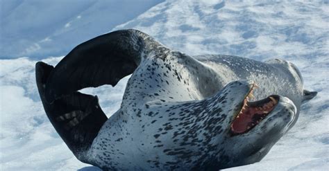 Leopard Seal Teeth Everything You Need To Know Imp World