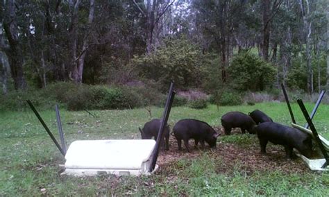 LBG and Landowners Working Together for Successful Trials of New HOGGONE® Feral Pig Management ...