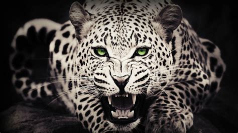 Wildlife HD Desktop Wallpapers Top Free Wildlife HD Desktop