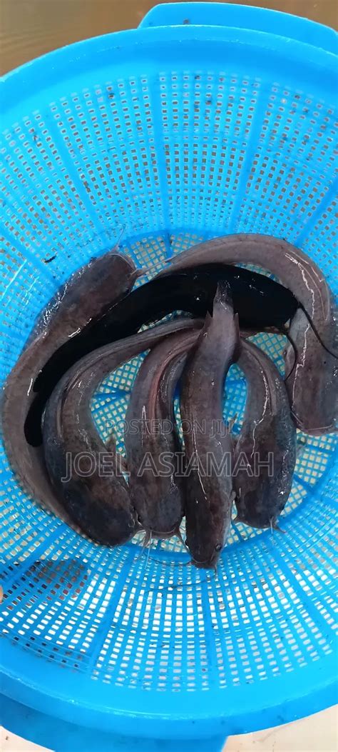Juvenile Catfish In Bekwai Municipal Fish Joel Asiamah Gh