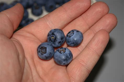 Borovnice Handh Fruit