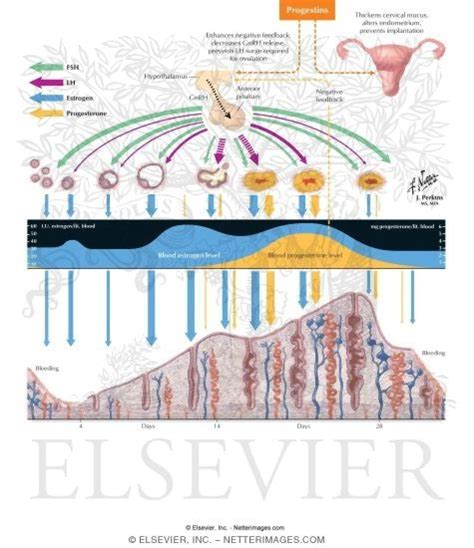 Progestin Only Contraceptives