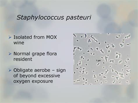 Negative Impacts Of Oxygen In Wine Ppt Download