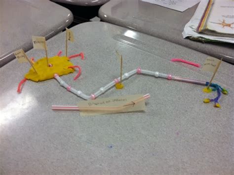 The Science Scoop Neuron Modeling