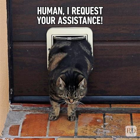 71 Hilarious Cat Memes You Will Laugh At Every Time