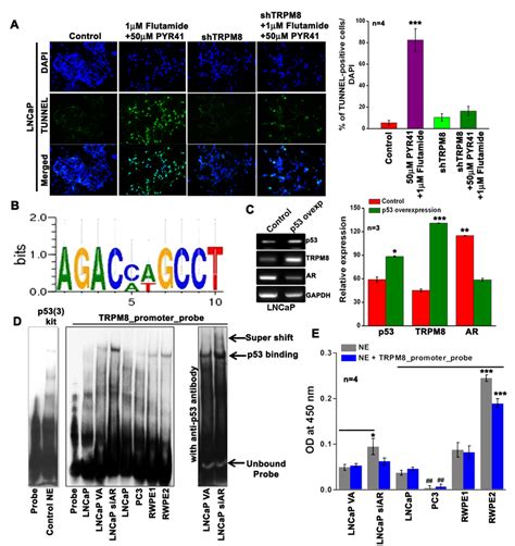 Inverse Regulation Of Trpm8 By Ar And P53 A Tunel Staining On Lncap