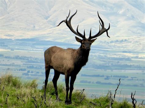 New Zealand Elk Hunting With New Zealand Safaris New Zealand Safaris