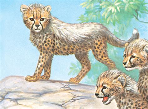 Newborn Cheetahs Nwf Ranger Rick