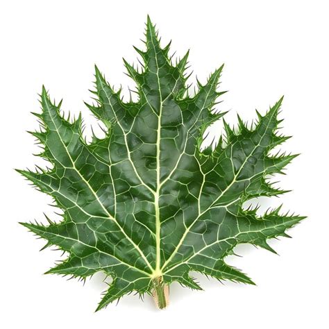 Premium Photo Isolated Desert Thistle Leaf With Spiny Leaf Shape And