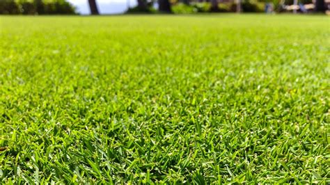 Why Is My Grass Seed Not Germinating 6 Reasons And Solutions Homes