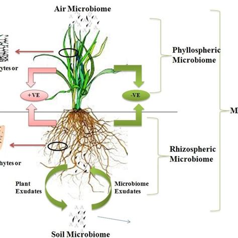 Representation Of Plantmicrobe Interaction In Different Microbiome