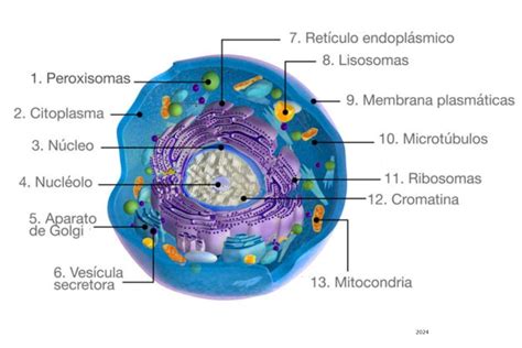 CÉLULA ANIMAL rompecabezas en línea