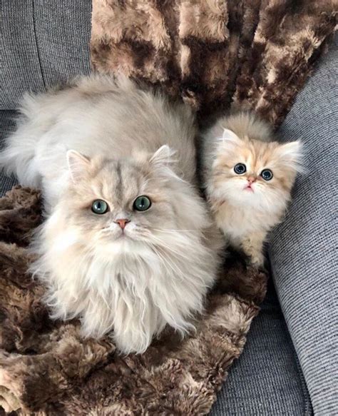 Пушистая кошечка с котёнком And Кошки с котятами And Фото МУРЧИМ РФ