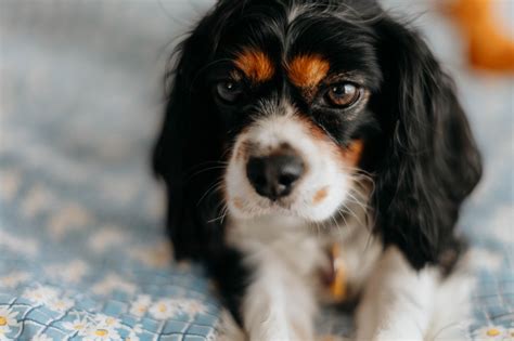 Las Mejores Razas De Perros Para Personas Que Viven Solas El Diario
