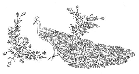 Black And White Peacock Design