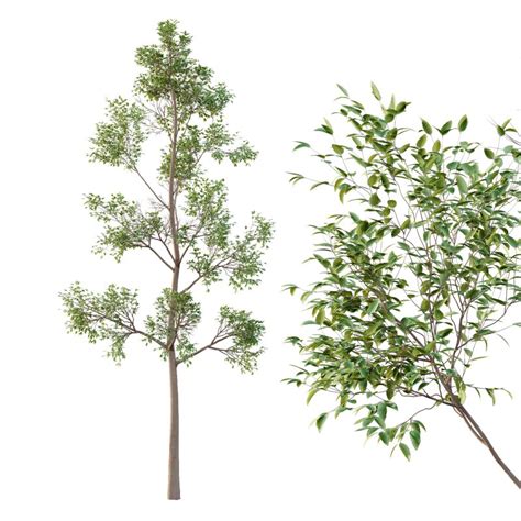 Eucalyptus Robusta Trees 04 3d Model 3dbrute