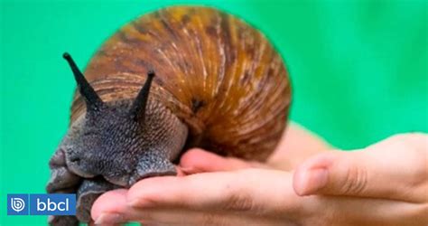 Sag Emitió Alerta Fitosanitaria Por Caracol Gigante Africano Puede