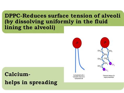Surfactant Lung Physiology Dental Medical Ppt