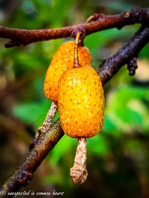 Ebbings Silverberry Unexpected In Common Hours