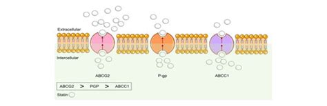 Structural And Functional Implications Of Abcc1 Variants On Clinical Statin Response Journal Of