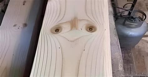 How Fast Was That Ostrich Going Album On Imgur