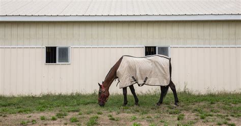 New York Carriage Driver Charged With Animal Cruelty In Horses