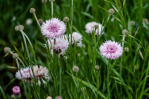 ヤグルマギク 一輪咲きが渋い！青や白やピンクの花を咲かす菊の仲間 きたむらいふ